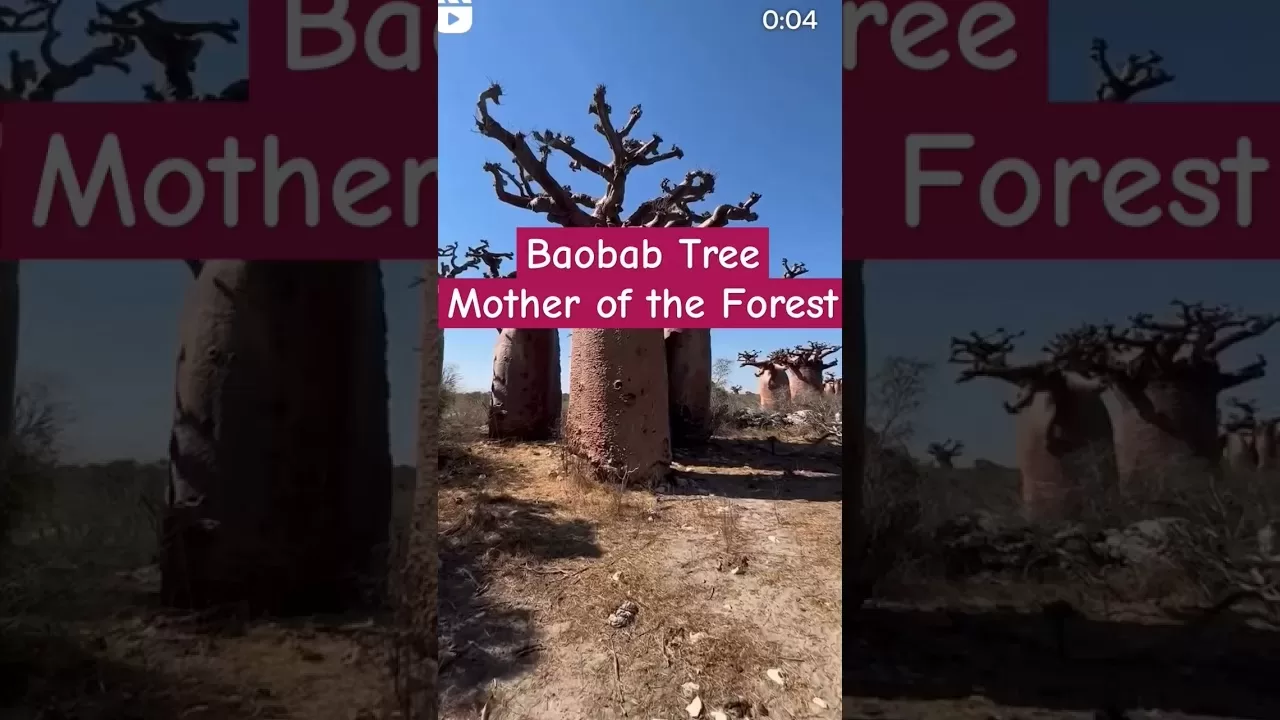Baobabs Tree- Mother of the Forest #baobabtree #baobab #viral #shorts ...