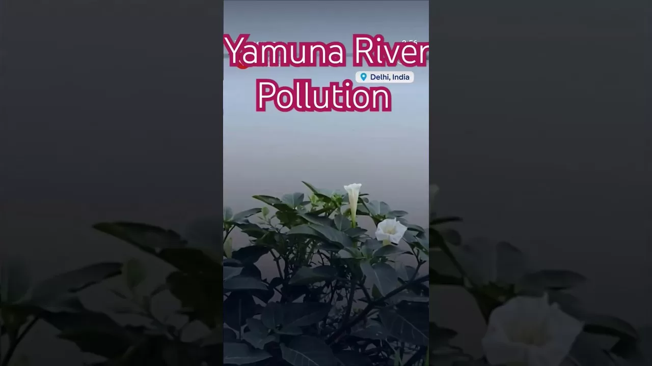 Yamuna River Pollution #yamunariver #yamuna #delhielection2025 ...