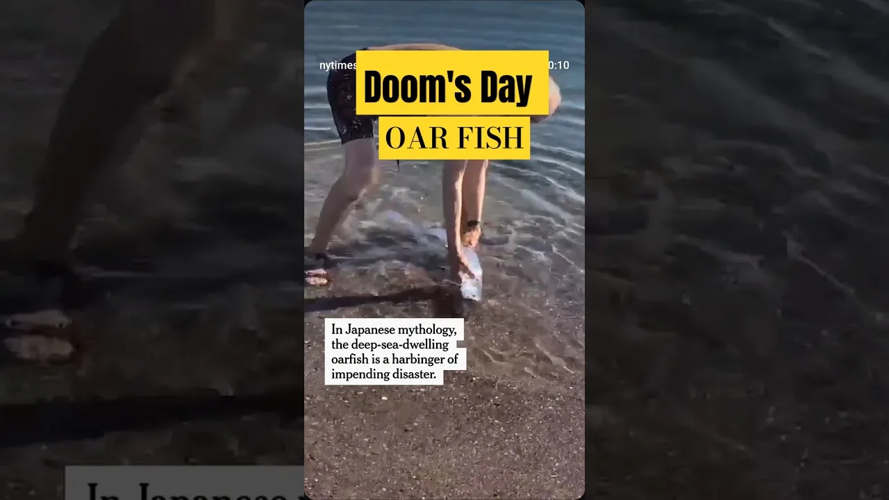 Dooms Day- Oar Fish Spotted #oarfish #doomsday #viralvideo #shorts ...